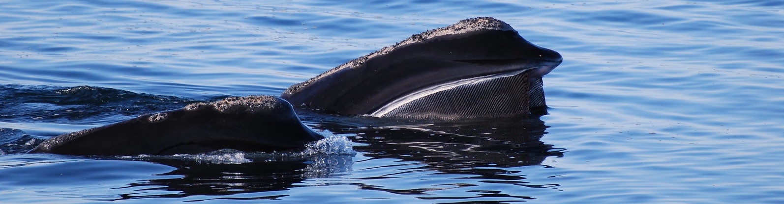 Home - Right Whale Genome