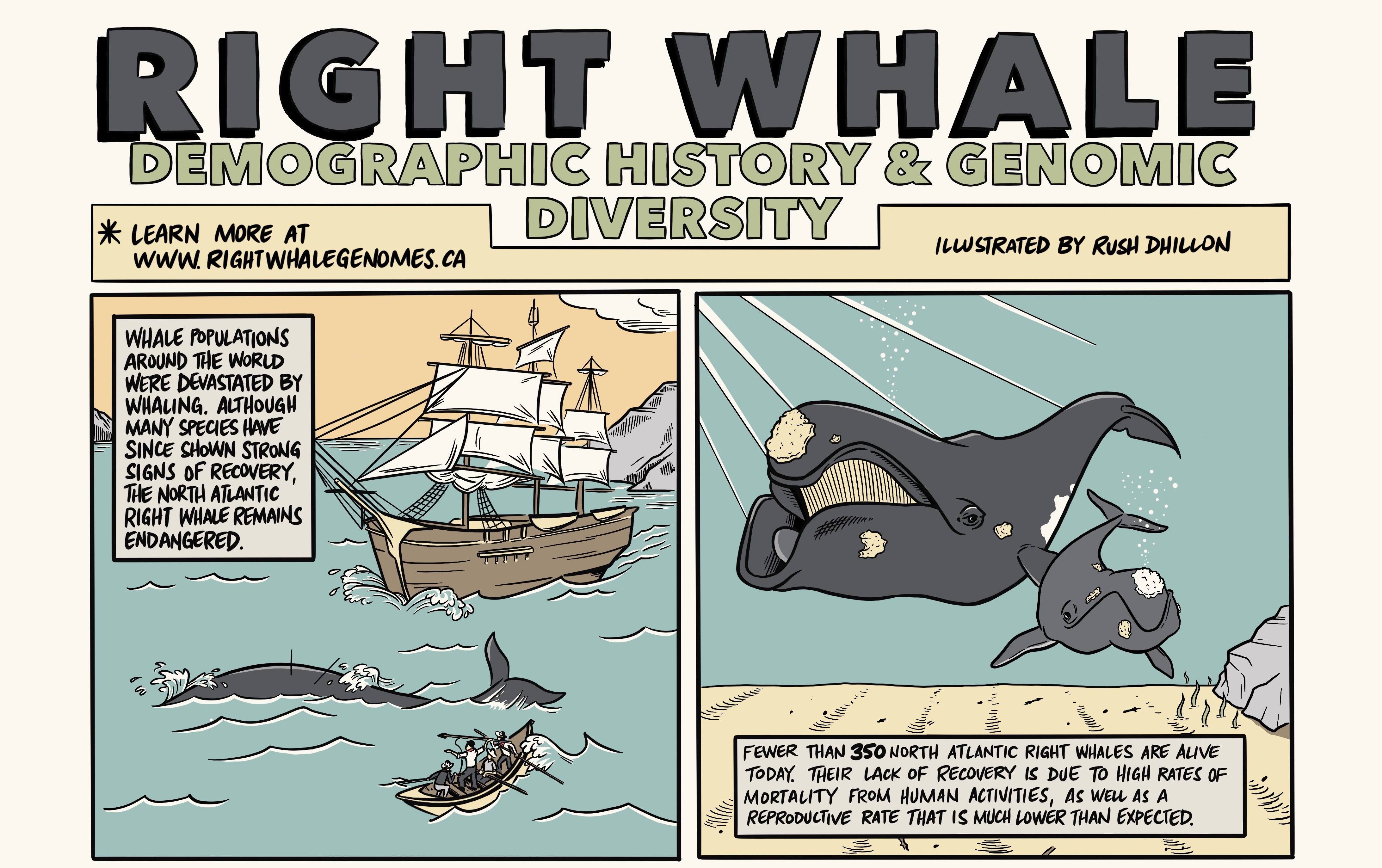 Home - Right Whale Genome