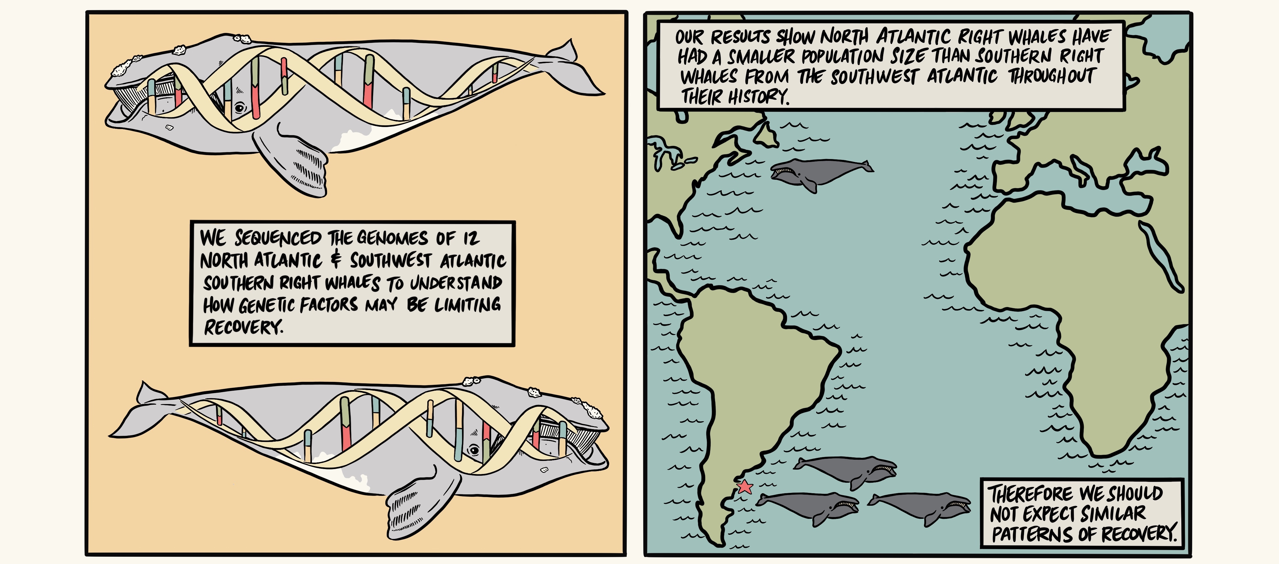 Home - Right Whale Genome