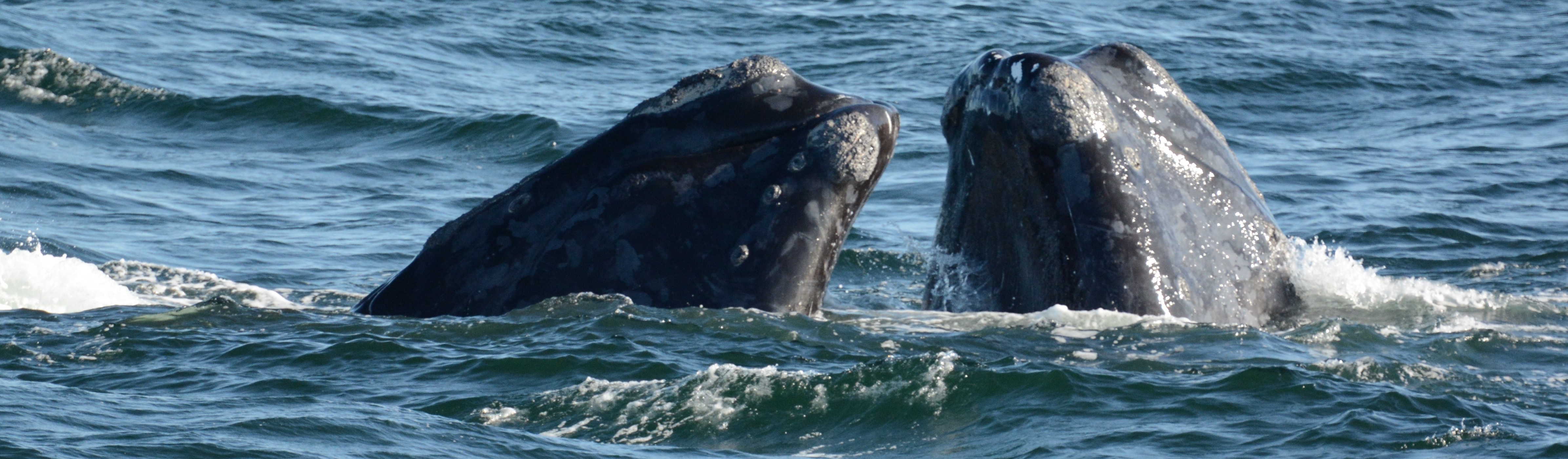 Home - Right Whale Genome